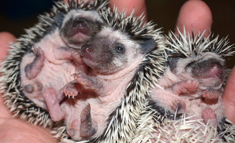 trại nhím giống TPHCM